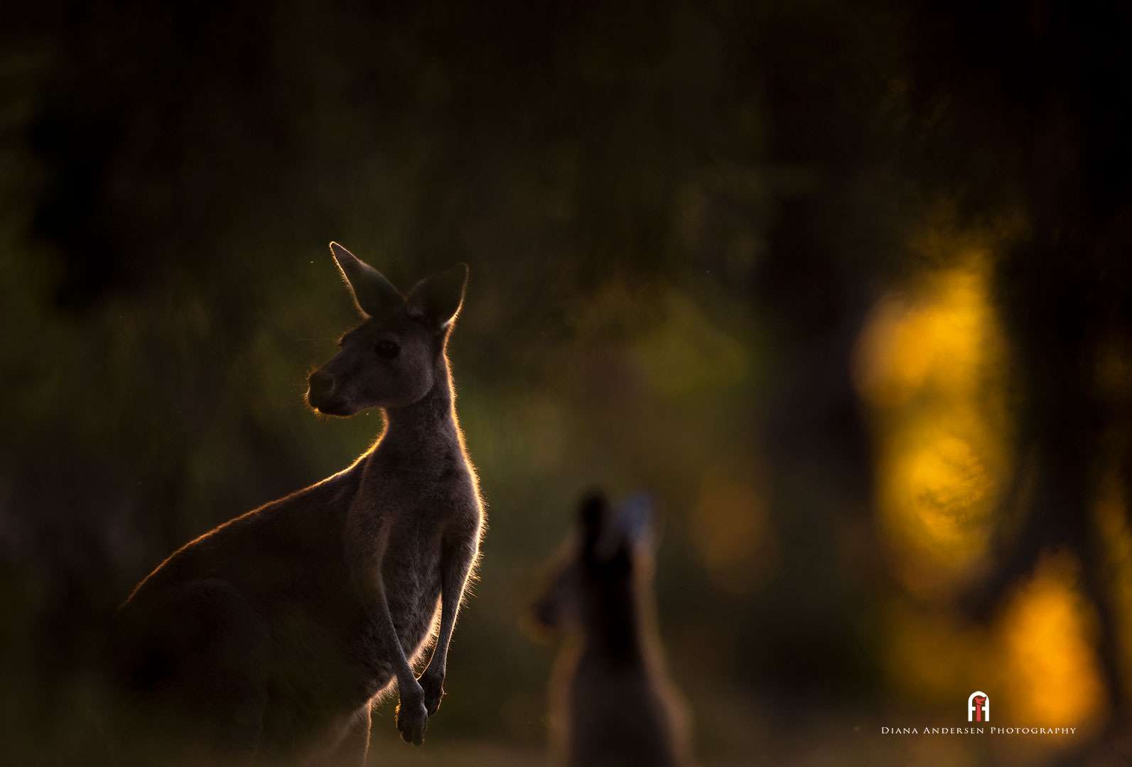 Backlight and Bokeh in Wildlife Photography - Wildlife Information