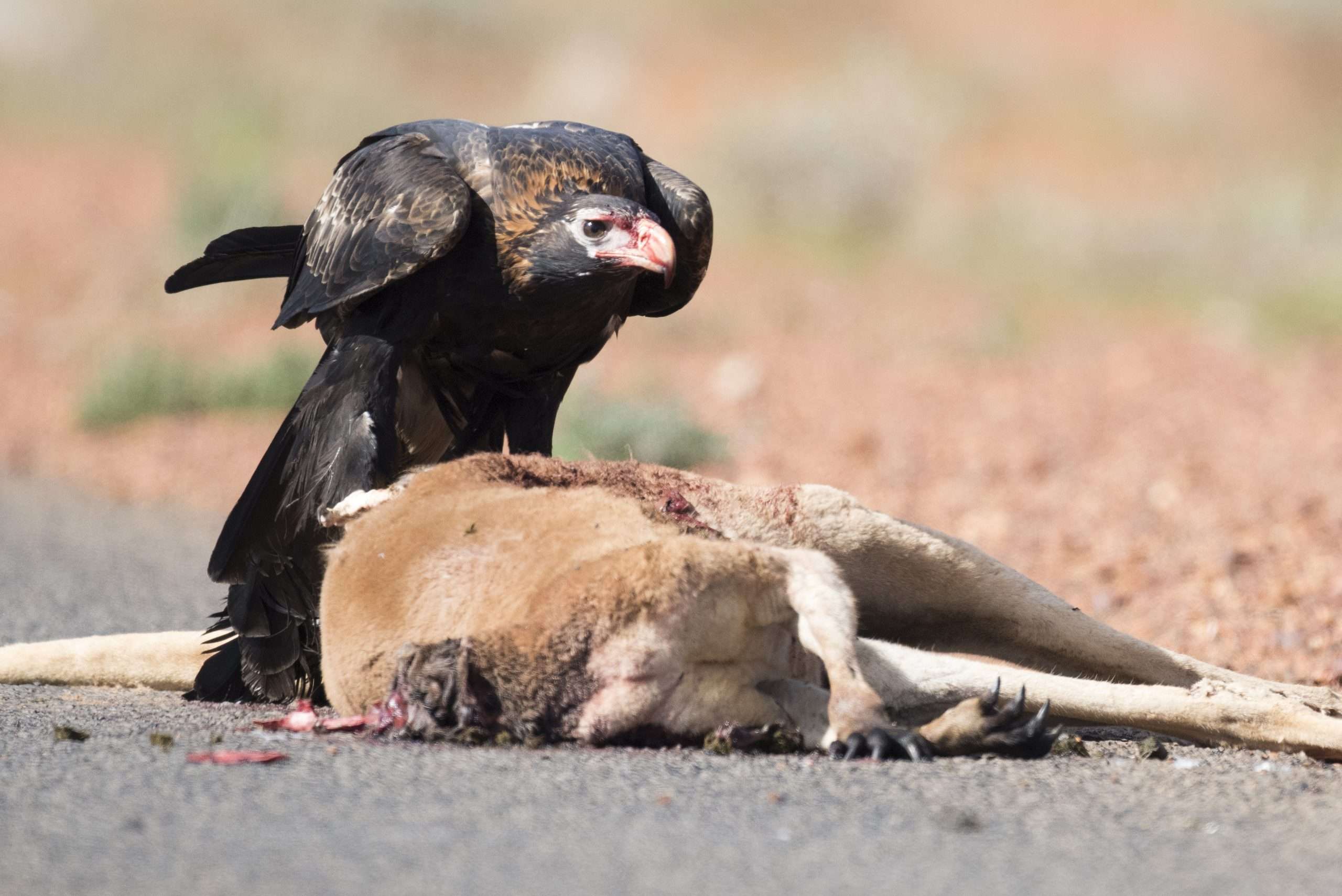 Reducing Raptor Roadkill in Australia by Removing Road Carrion ...