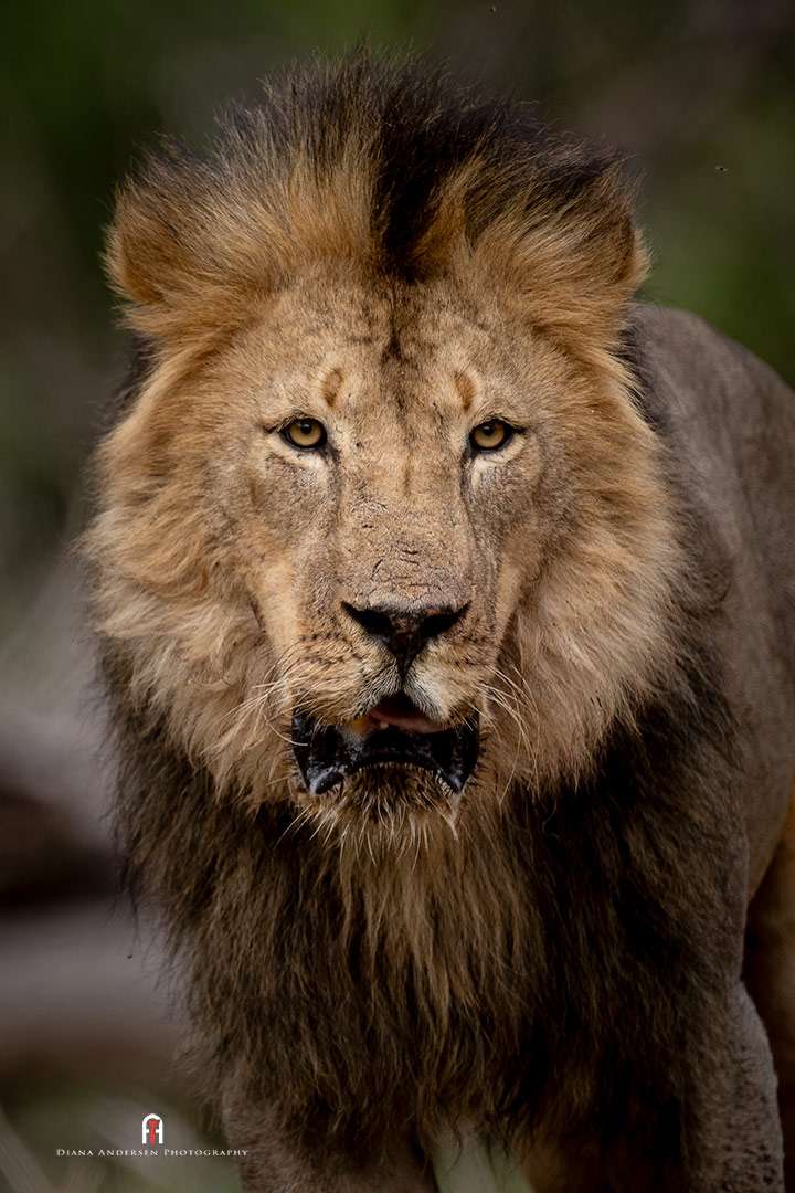 Mashatu Lodge, Botswana - Mashatu Game Reserve - Wildlife Information