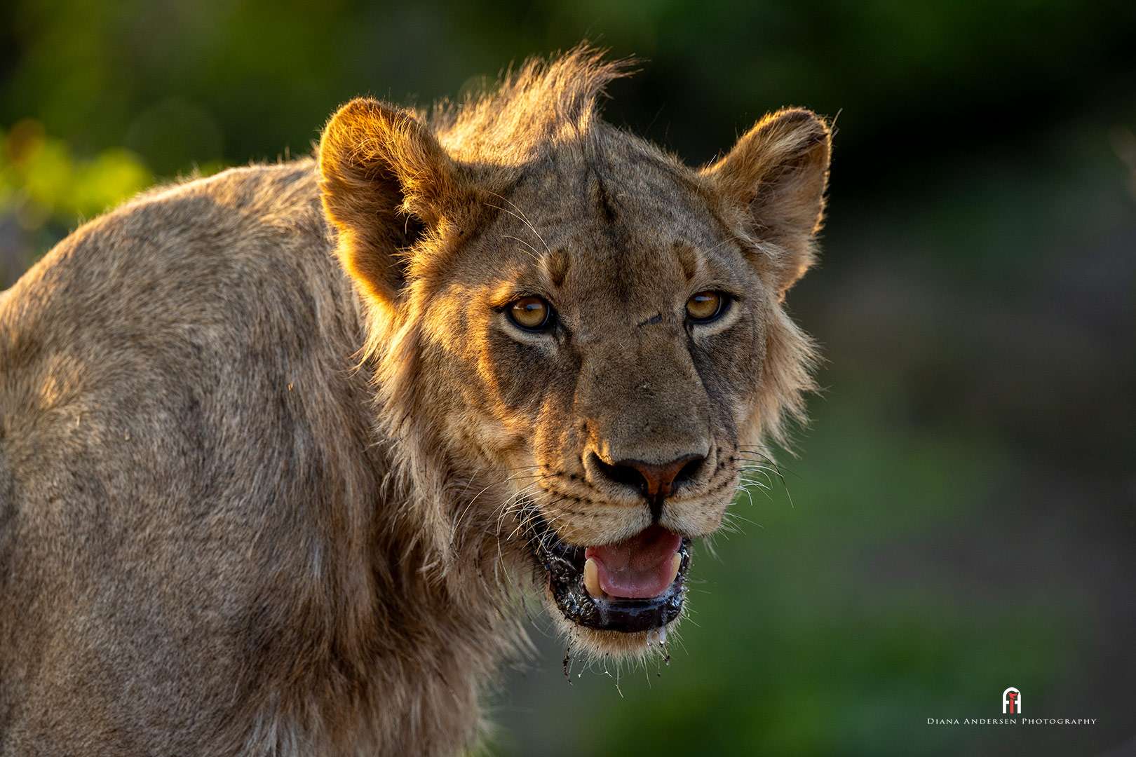 Mashatu Lodge, Botswana - Mashatu Game Reserve - Wildlife Information