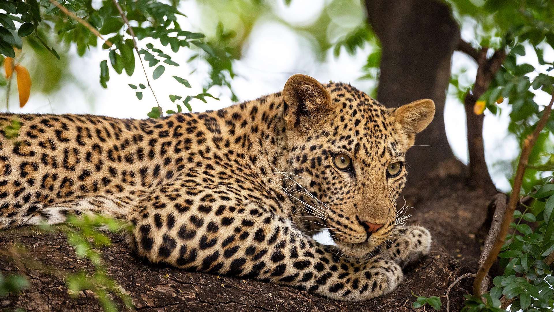 Mashatu Game Reserve, Botswana - Premium Safari Destination - Wildlife ...