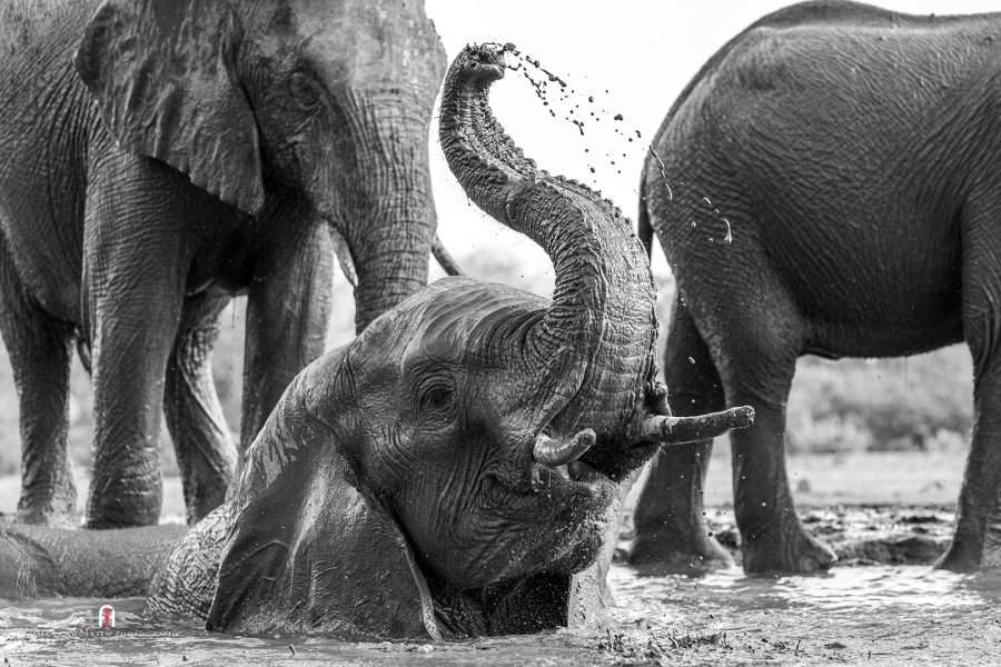 Matebole Hide Wildlife Photography - Wildlife Information