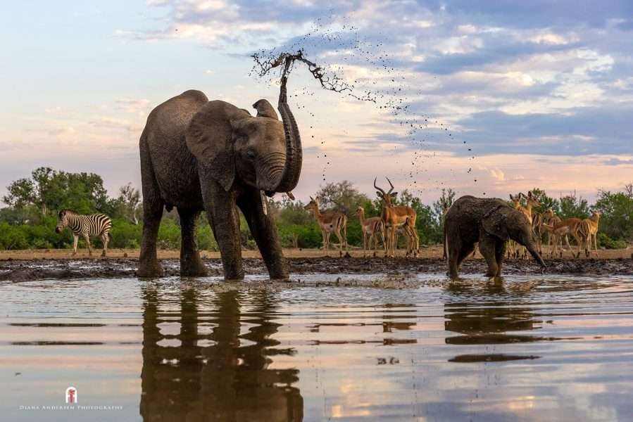Matebole Hide Wildlife Photography - Wildlife Information