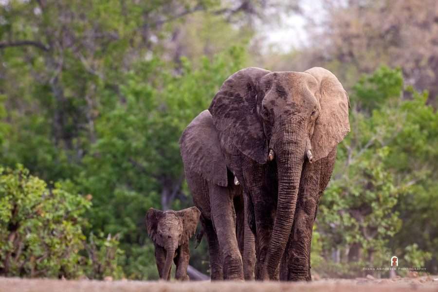 Matebole Hide Wildlife Photography - Wildlife Information