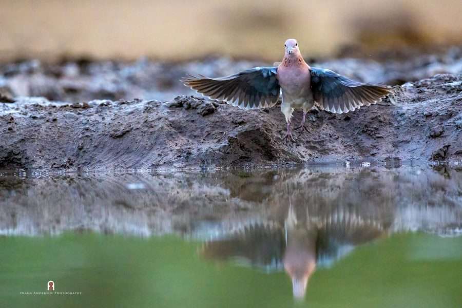 Matebole Hide Wildlife Photography - Wildlife Information