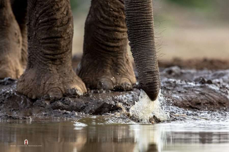 Matebole Hide Wildlife Photography - Wildlife Information
