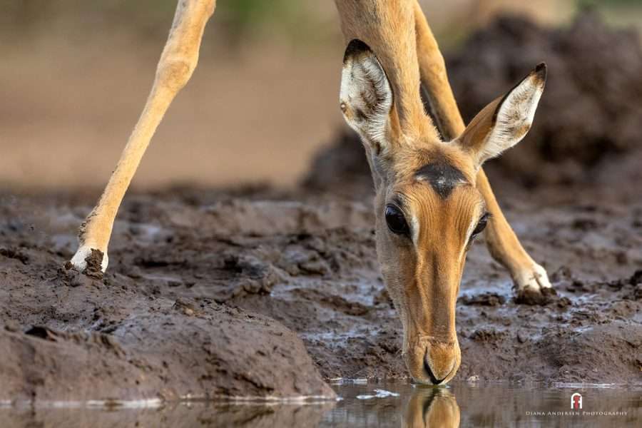 Matebole Hide Wildlife Photography - Wildlife Information