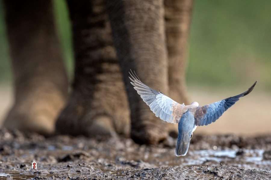 Matebole Hide Wildlife Photography - Wildlife Information