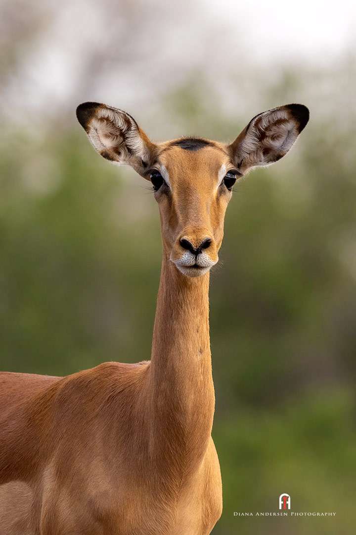 Wildlife Images and Species Information - Wildlife Information