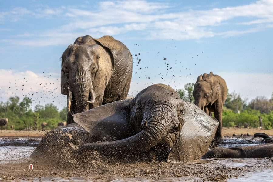 Matebole Hide Wildlife Photography - Wildlife Information