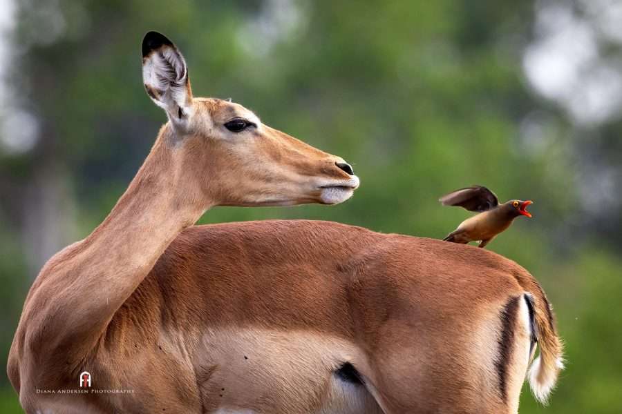 Matebole Hide Wildlife Photography - Wildlife Information