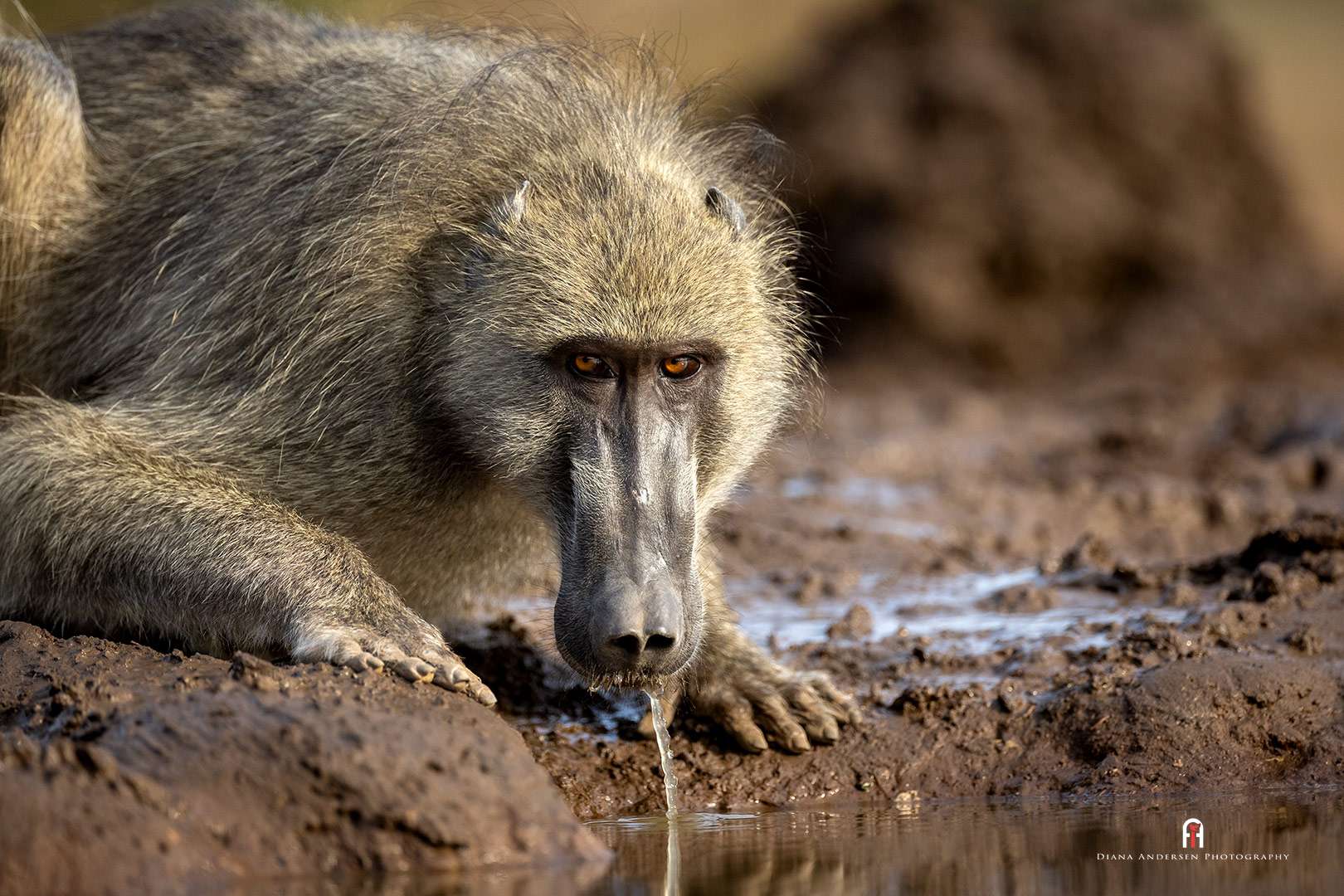 Matebole Hide Wildlife Photography - Wildlife Information