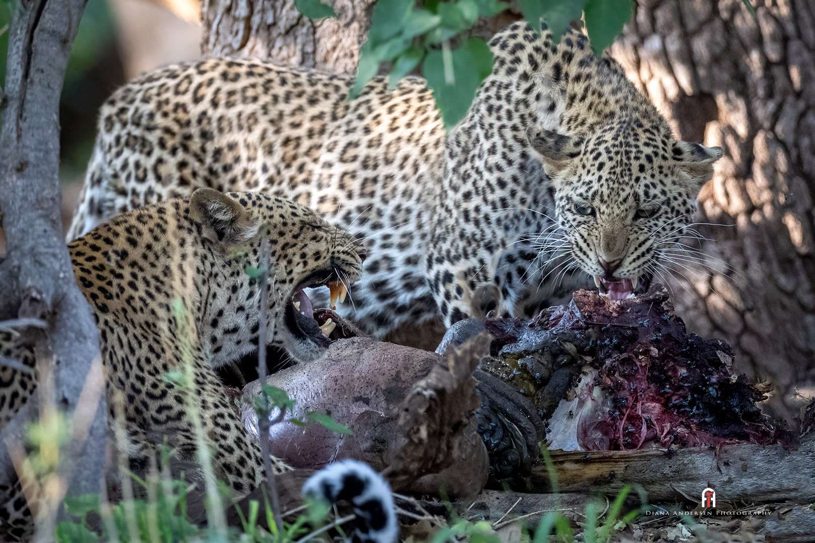 Mashatu Lodge, Botswana - Mashatu Game Reserve - Wildlife Information