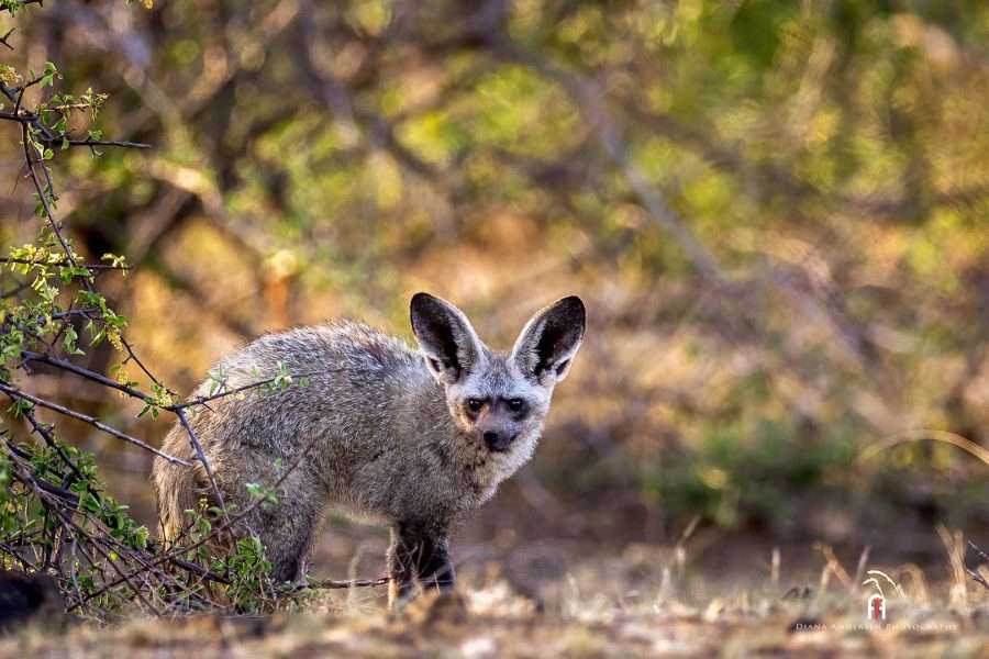 Tuli Safari Lodge - Mashatu Game Reserve, Botswana- Wildlife Information