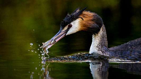Birding and Photography at Victoria Falls - Wildlife Information