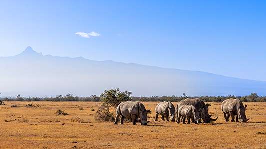 Wildlife Information, Photography and Tourism - Stories and Images