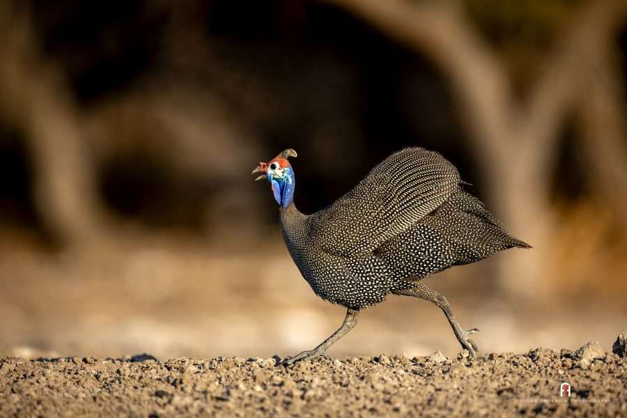 Dinaka Camp - Kalahari Desert - Wildlife Photography Safari - Wildlife ...