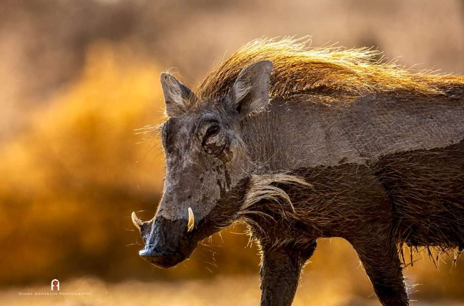 Dinaka Camp - Kalahari Desert - Wildlife Photography Safari - Wildlife ...