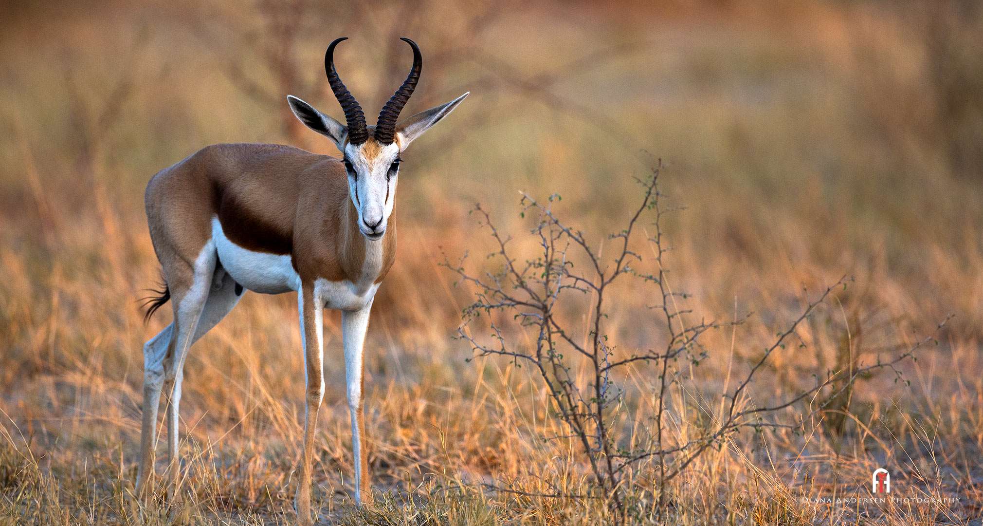 Dinaka Camp - Kalahari Desert - Wildlife Photography Safari - Wildlife ...