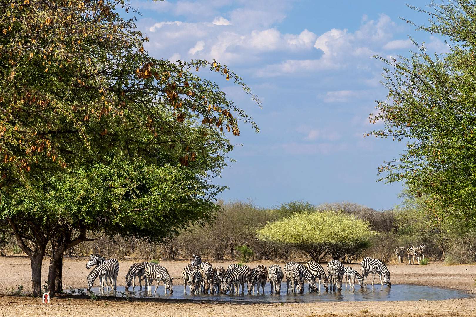 Dinaka Camp - Kalahari Desert - Wildlife Photography Safari - Wildlife ...