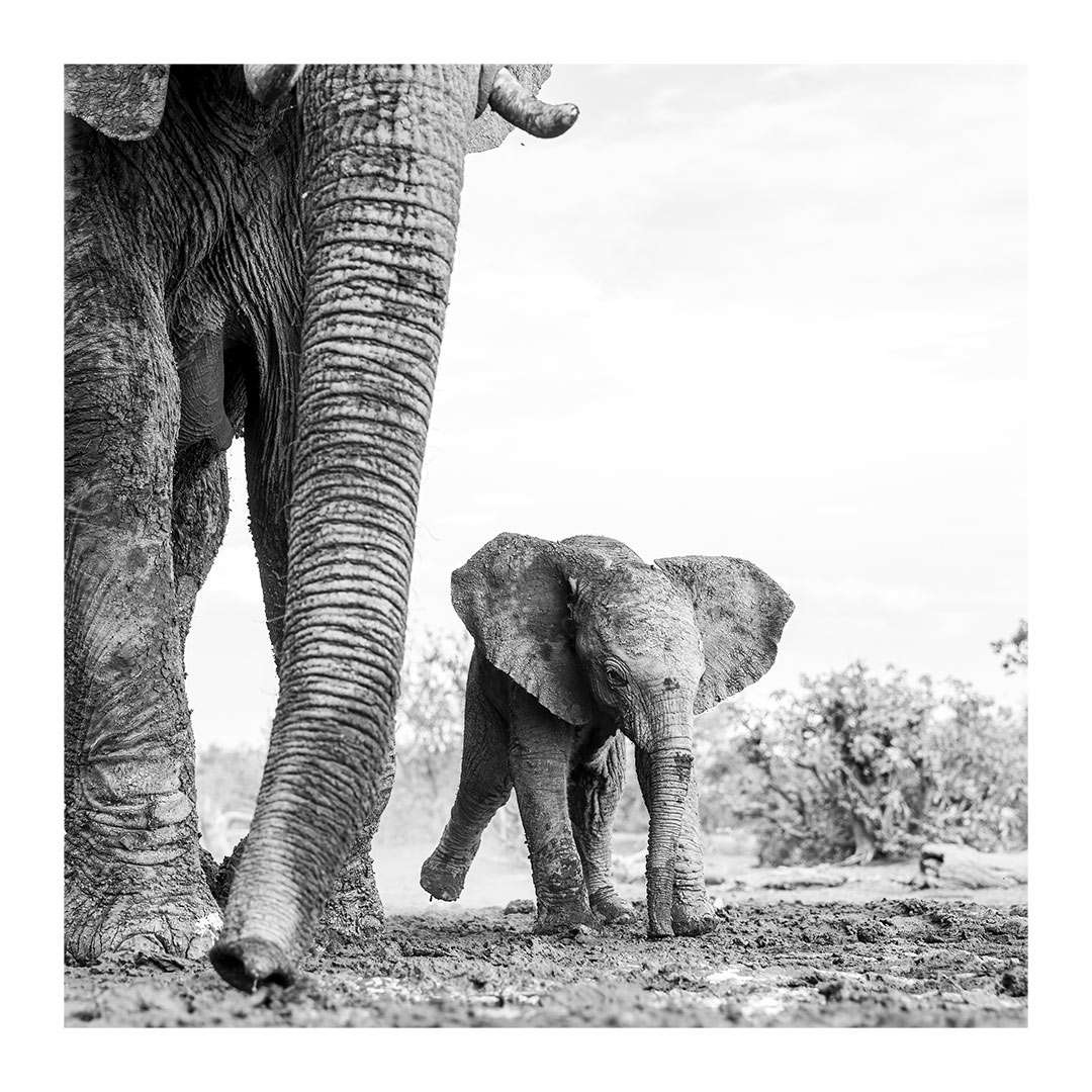 How to Take Award-Winning Wildlife Photos - Wild Animal Information