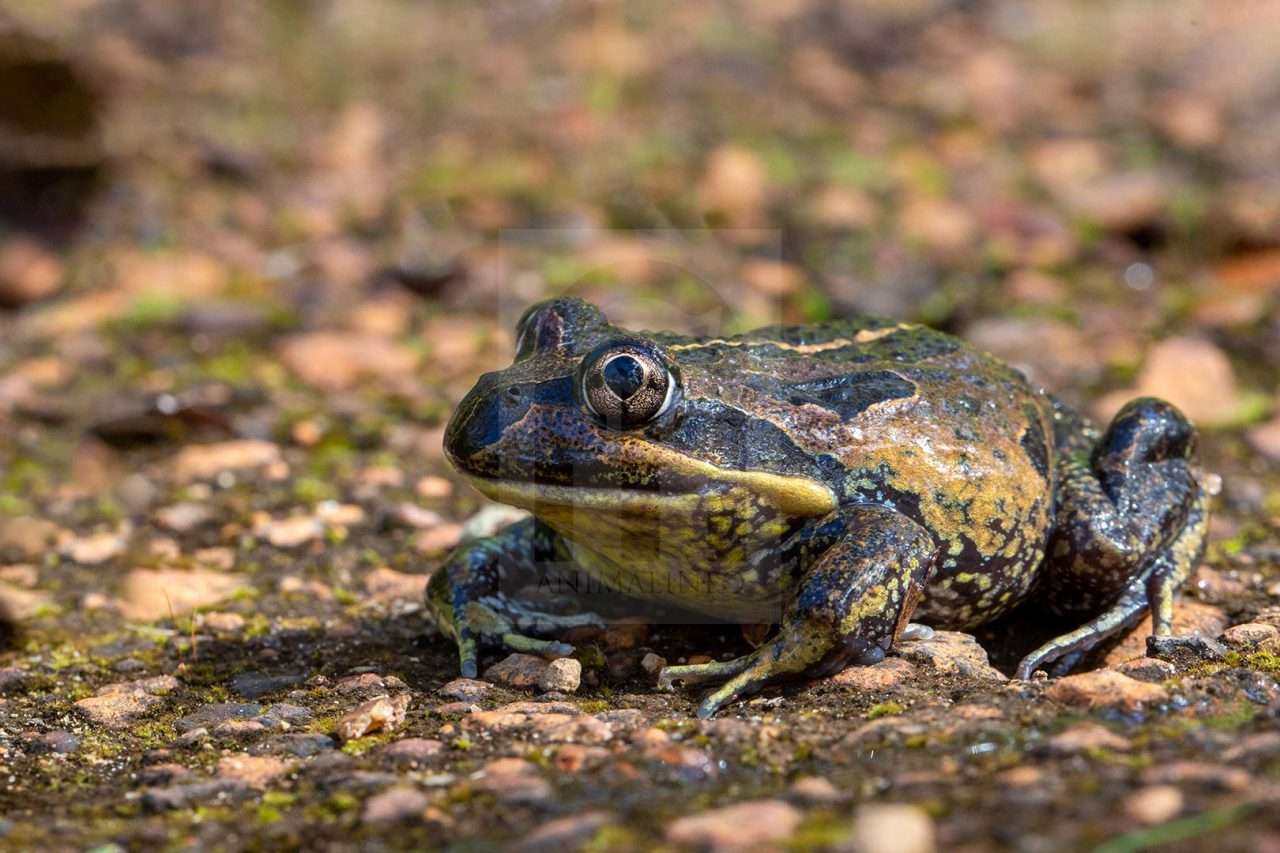 Pobblebonk Frog (Western Banjo) - (Limnodynastes dorsalis) - Wildlife ...
