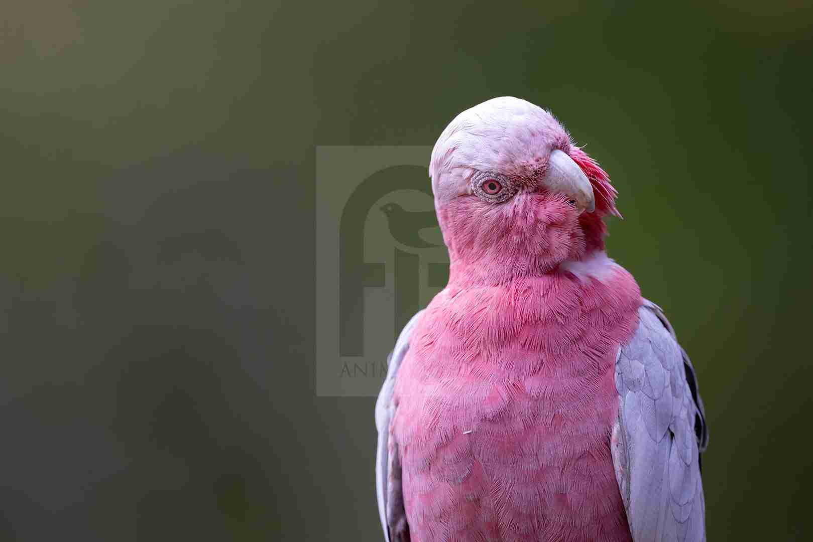 Female Galah Portrait - (Eolophus roseicapilla assimilis) Image ...