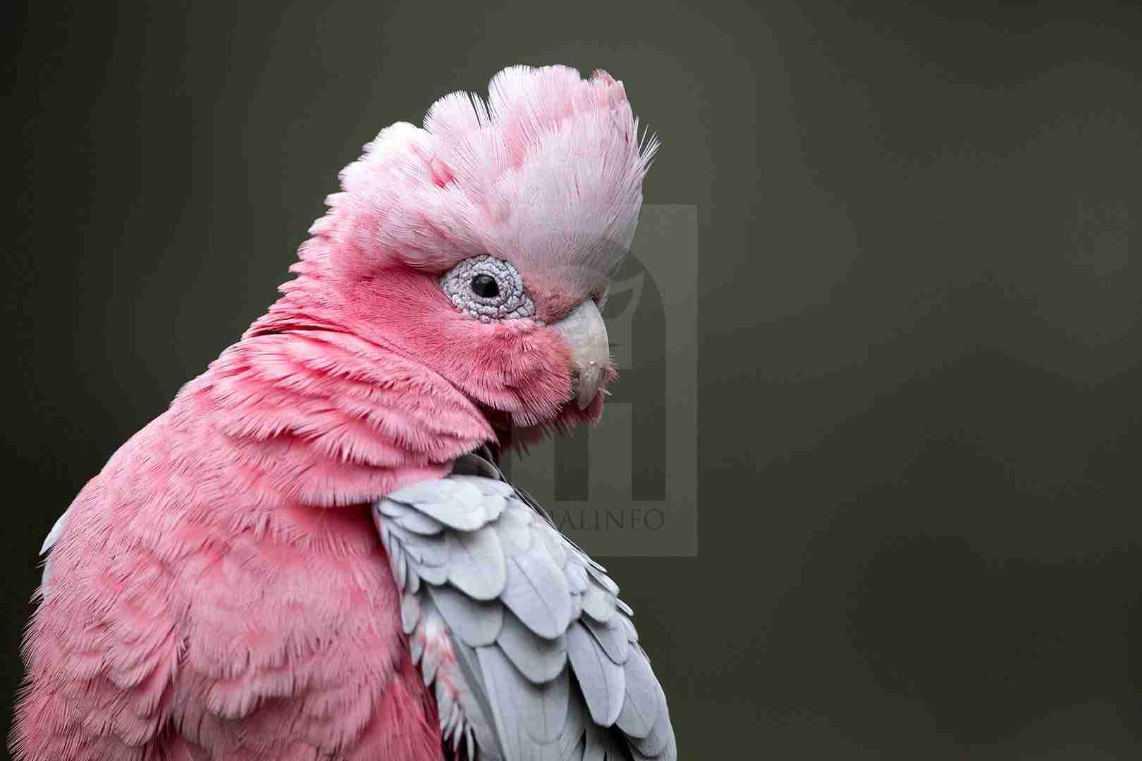 Male Galah Portrait - (Eolophus roseicapilla assimilis) Stock Image ...