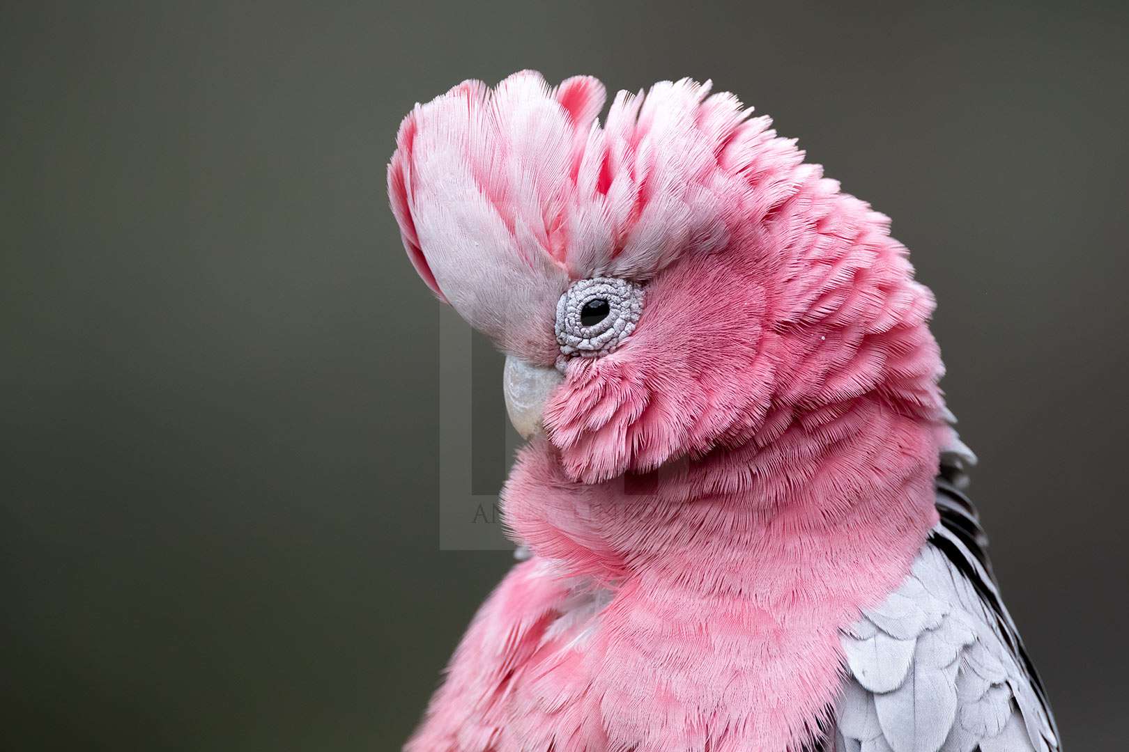 Galah (Eolophus roseicapilla assimilis) - Cockatoo Digital Download ...