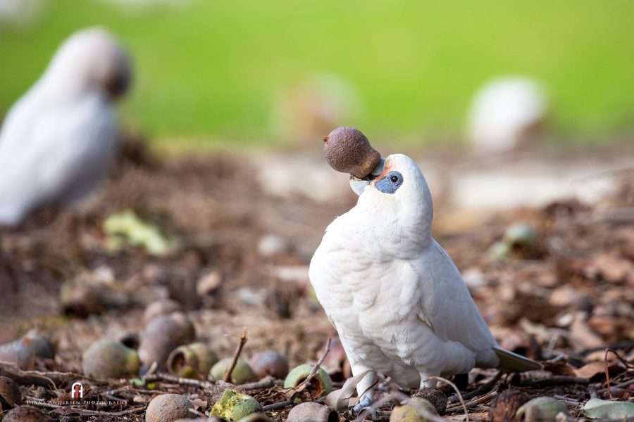 Little Corella (Cacatua sanguinea) Images & Info - Wildlife Information