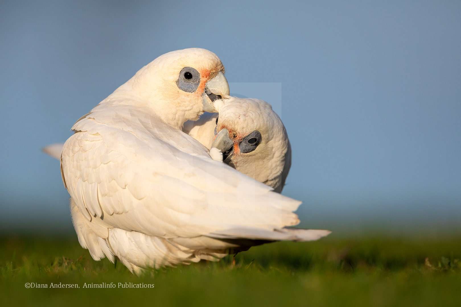 Little Corella Pair Preening - Bird Images - Digital Download ...