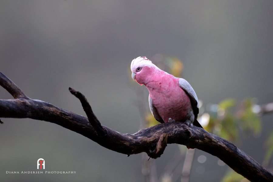 Galah (Eolophus roseicapilla) Images and Information - Wildlife Information