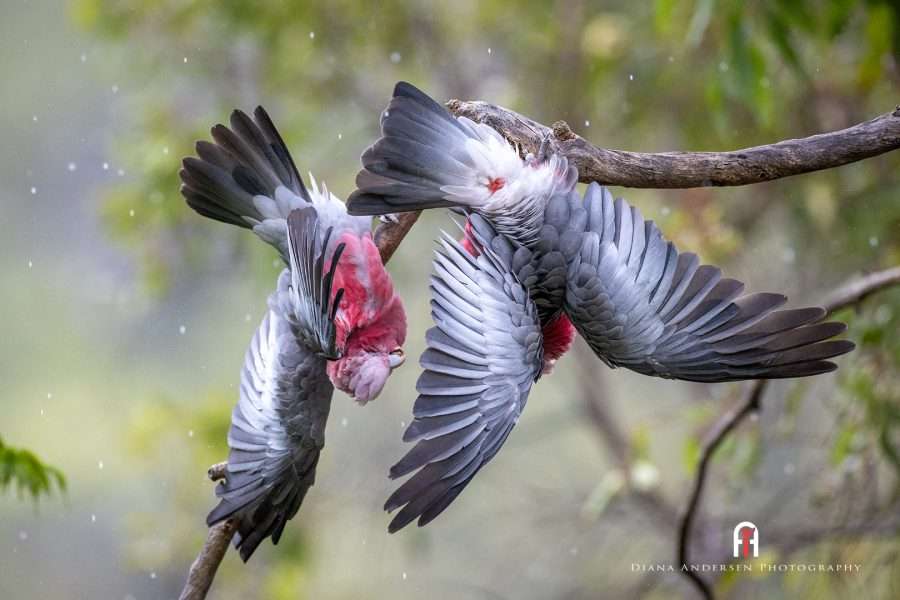 Galah (Eolophus roseicapilla) Images and Information - Wildlife Information