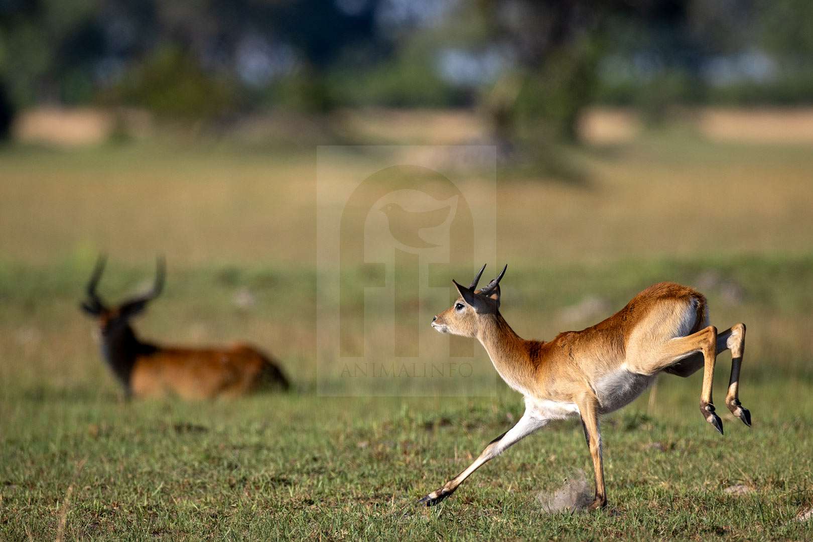 Red Lechwe Galloping Stock Image - Digital Downloads - Wildlife Information