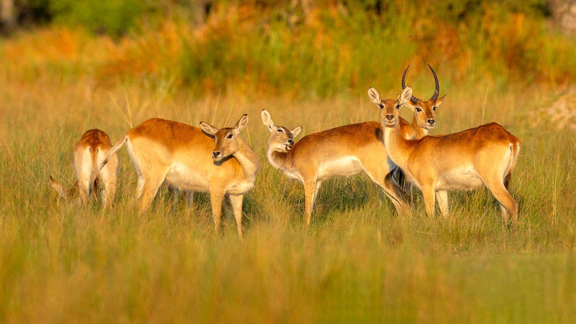 African Antelope Species - 10 Beautiful African Antelopes - Wildlife ...