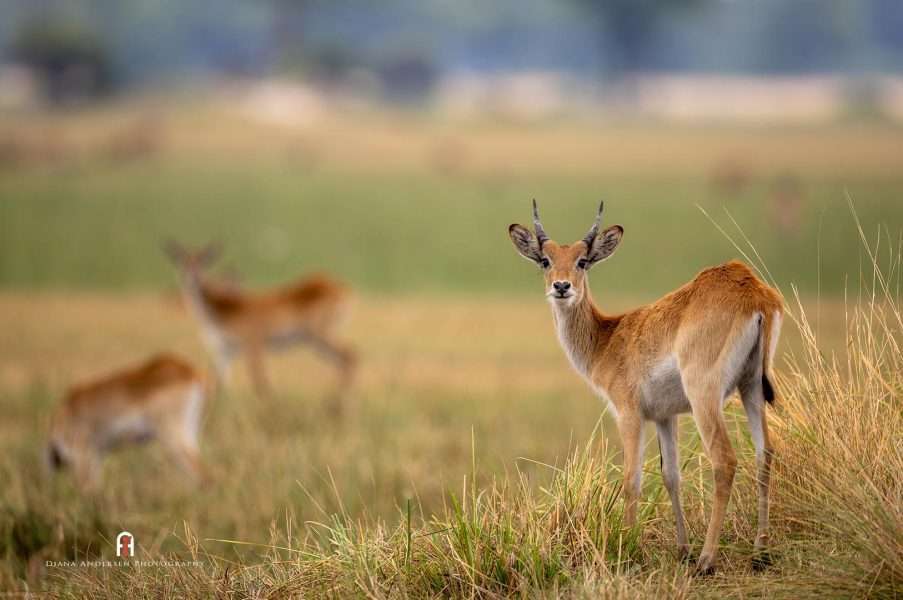 African Antelope Species - 10 Beautiful African Antelopes - Wildlife ...
