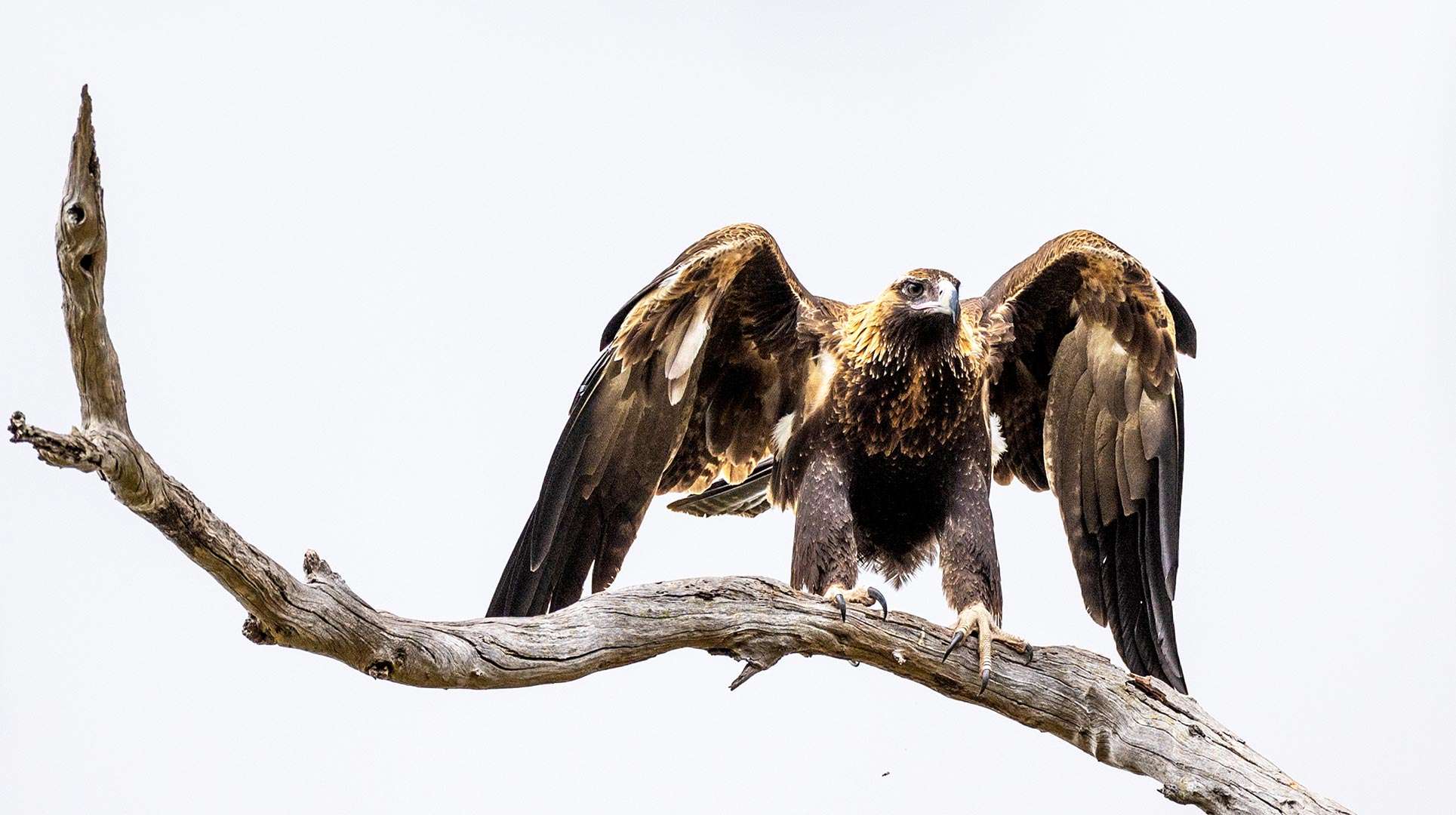 Reducing Raptor Roadkill in Australia by Removing Road Carrion ...