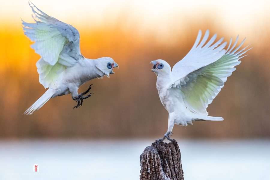 How to Take Award-Winning Wildlife Photos - Wild Animal Information