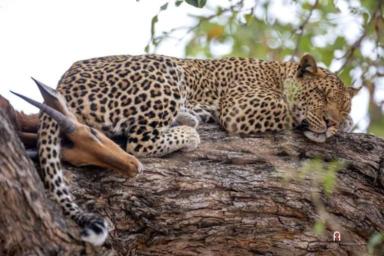 Backlight and Bokeh in Wildlife Photography - Wildlife Information