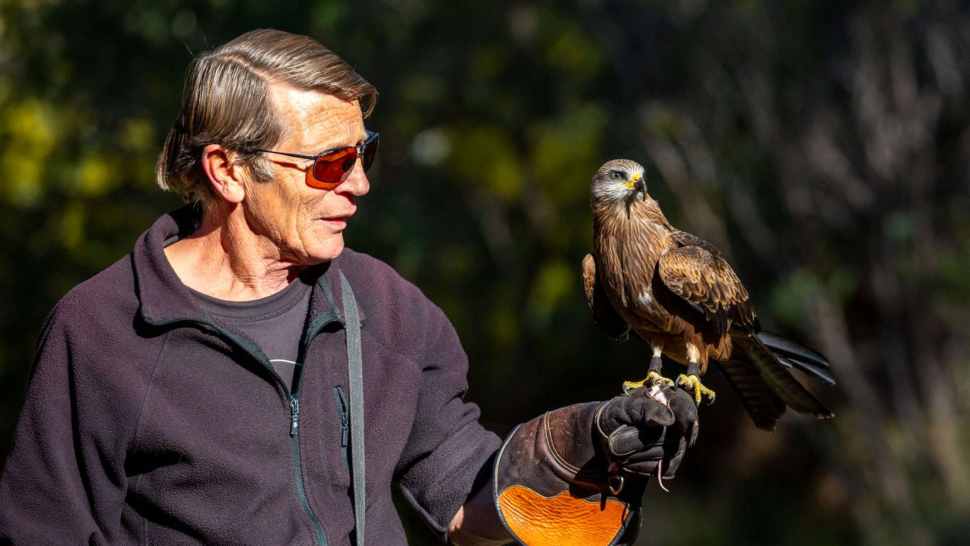 Caring For Injured and Orphaned Raptors Until You Find a Carer ...