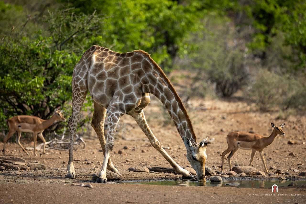 Mashatu Game Reserve, Botswana - Premium Safari Destination - Wildlife ...