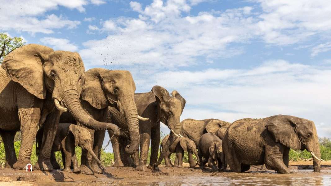 Mashatu Game Reserve, Botswana - Premium Safari Destination - Wildlife ...