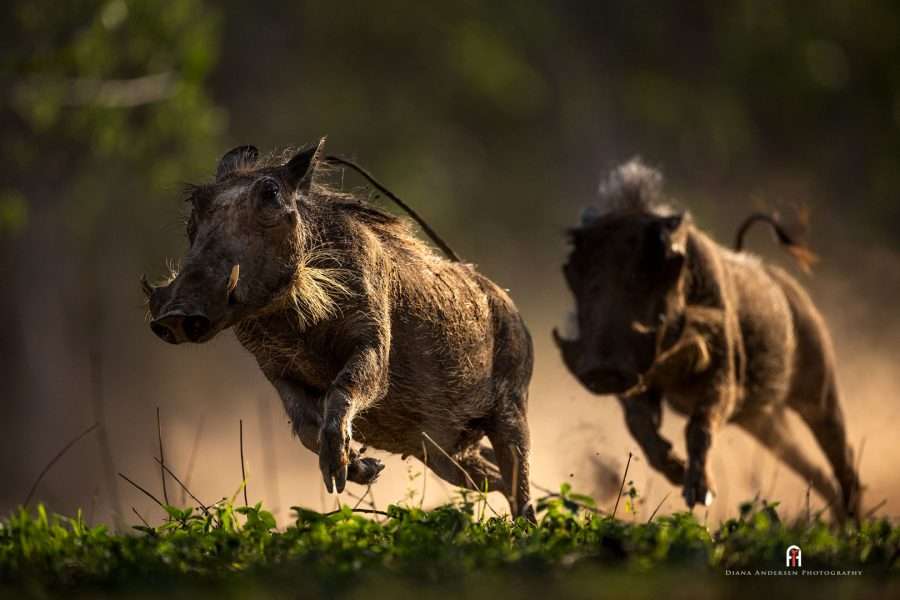 Mashatu Game Reserve, Botswana - Premium Safari Destination - Wildlife ...
