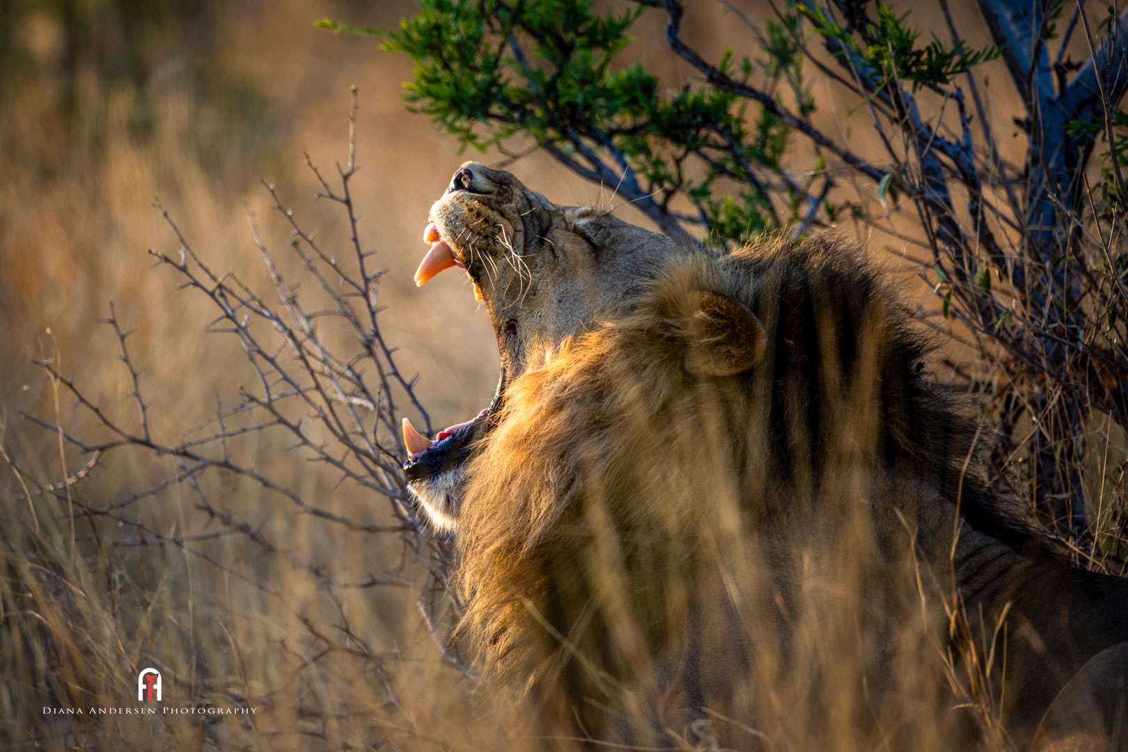 The Magnificent Kalahari Lion - Desert-adapted Black-maned Lions ...