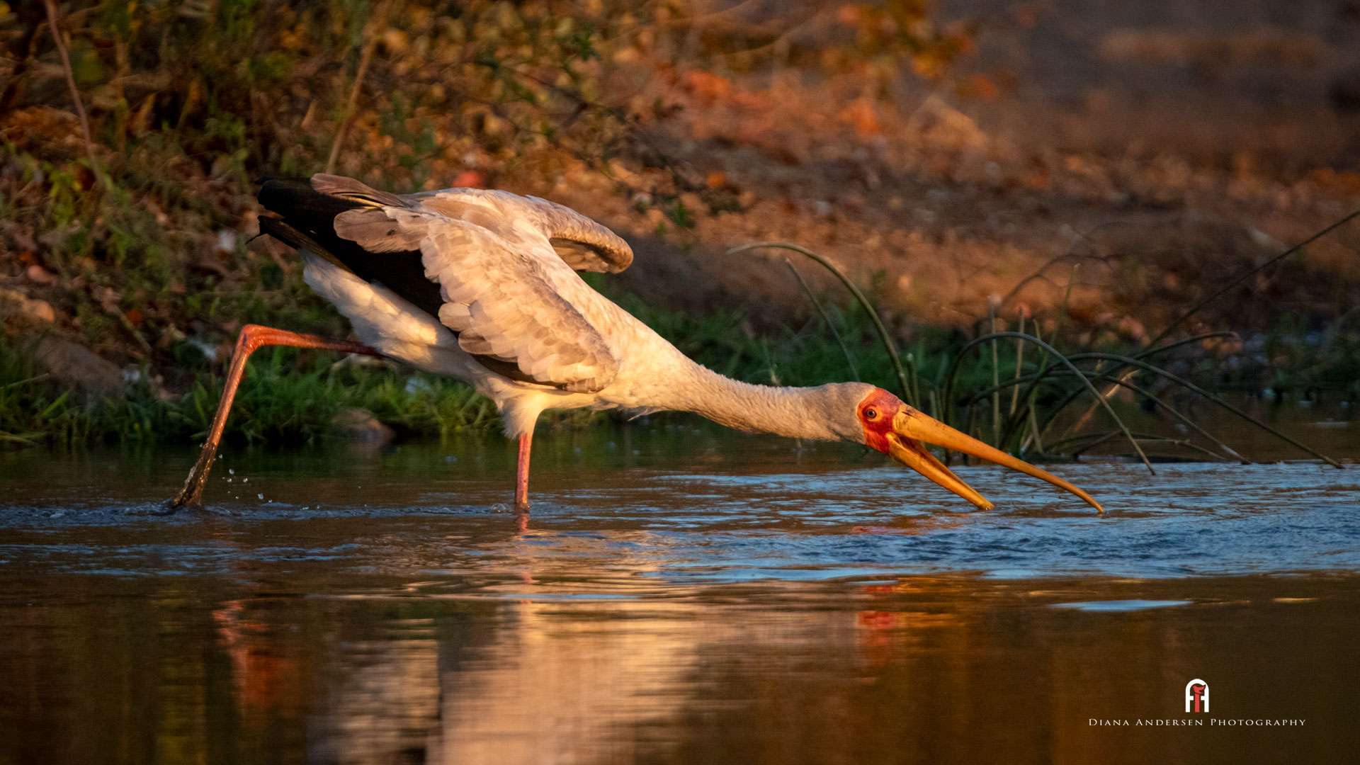 Birding and Photography at Victoria Falls - Wildlife Information