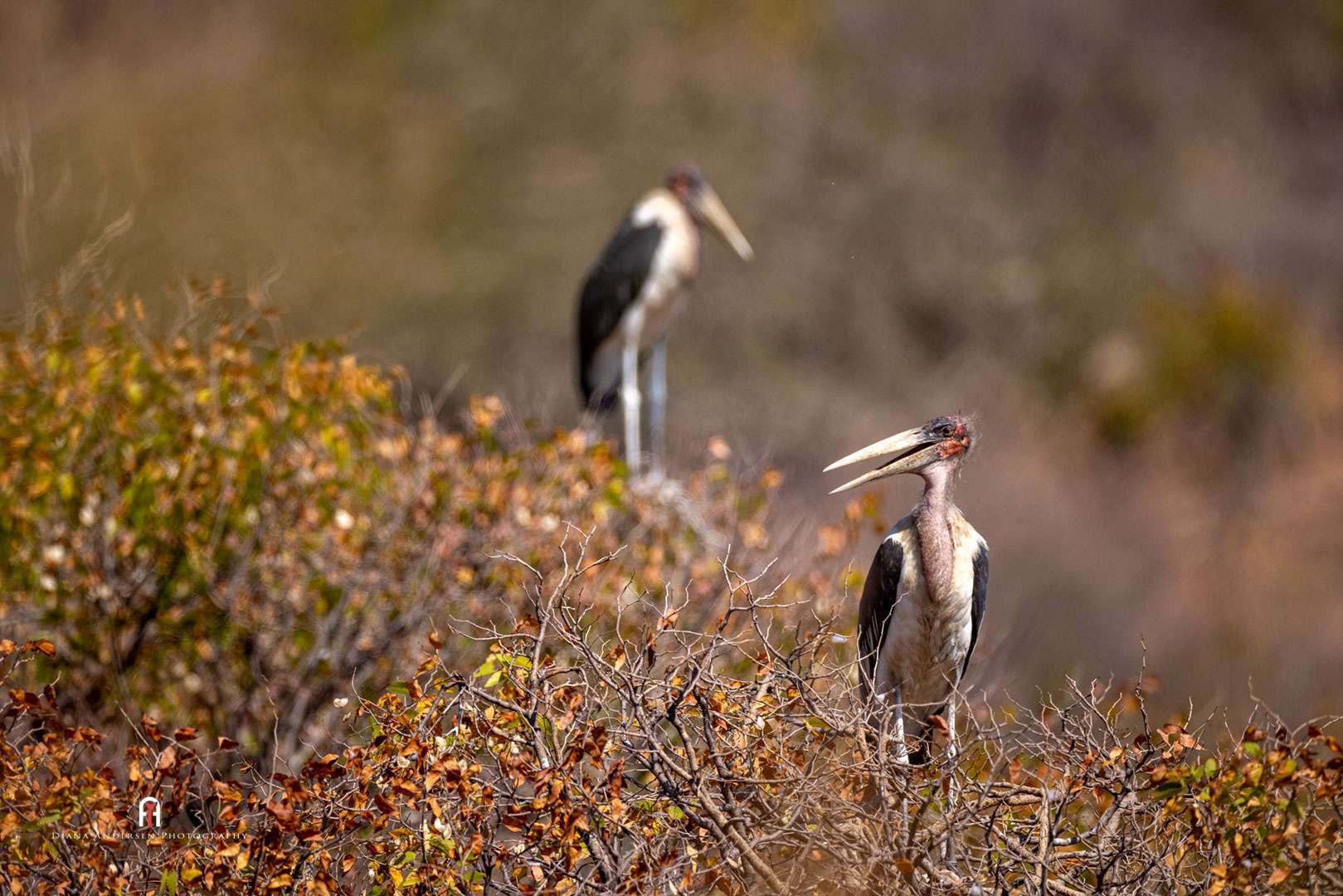 Birding and Photography at Victoria Falls - Wildlife Information