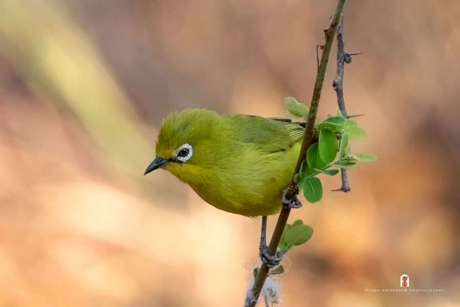 Birding and Photography at Victoria Falls - Wildlife Information