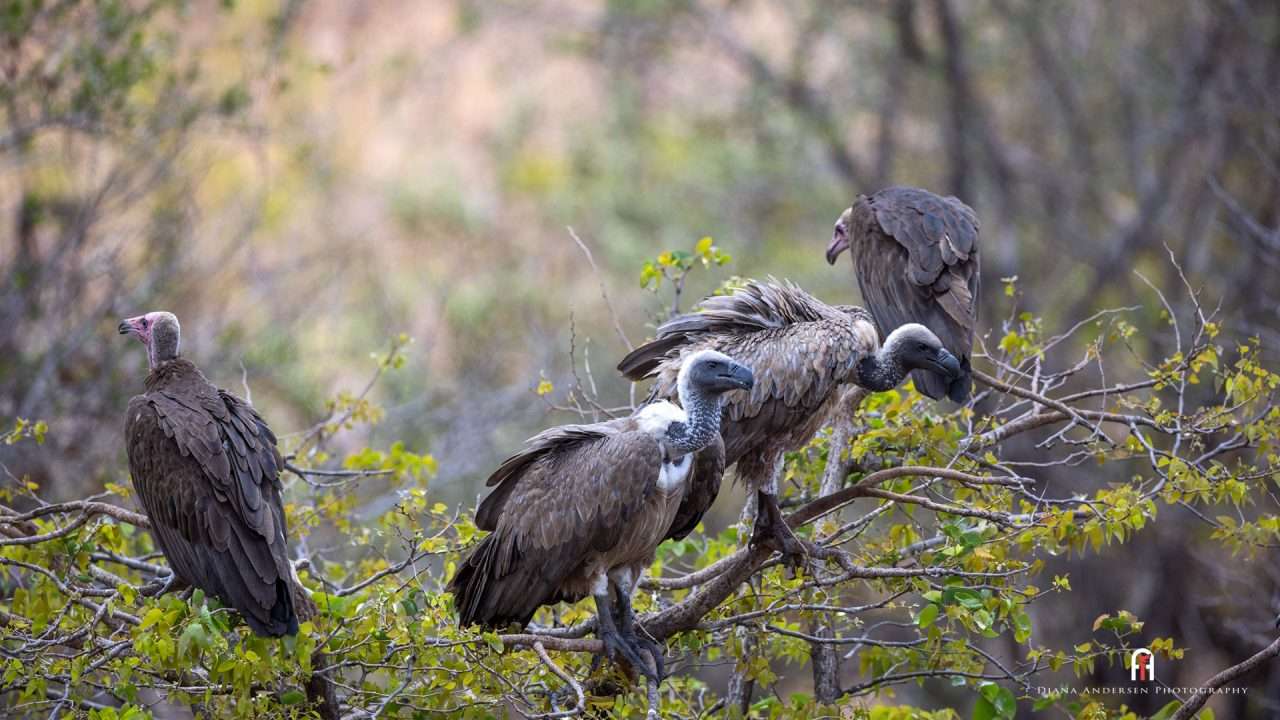 Birding and Photography at Victoria Falls - Wildlife Information