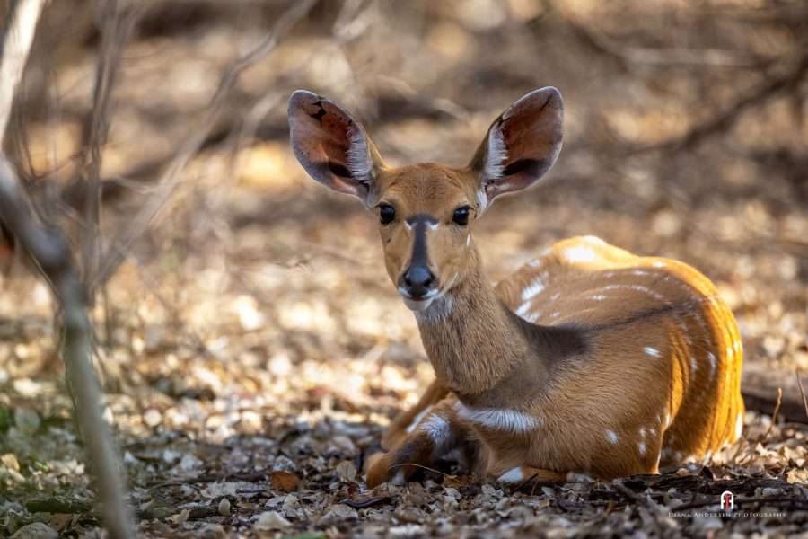 African Antelope Species - 10 Beautiful African Antelopes - Wildlife ...