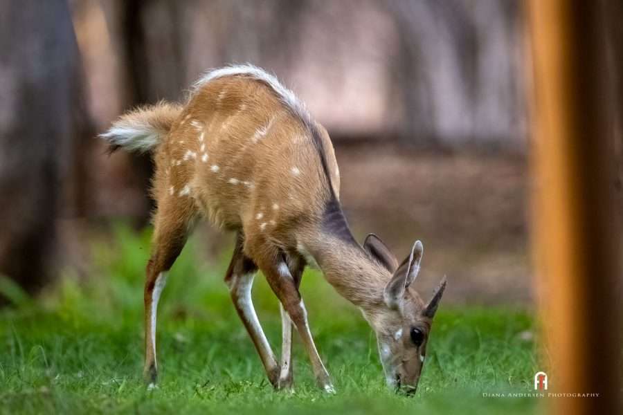 African Antelope Species - 10 Beautiful African Antelopes - Wildlife ...